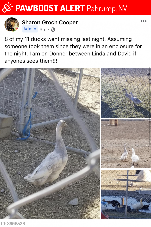 Pahrump, NV Lost Bird, Lost ducks! Is Missing | PawBoost