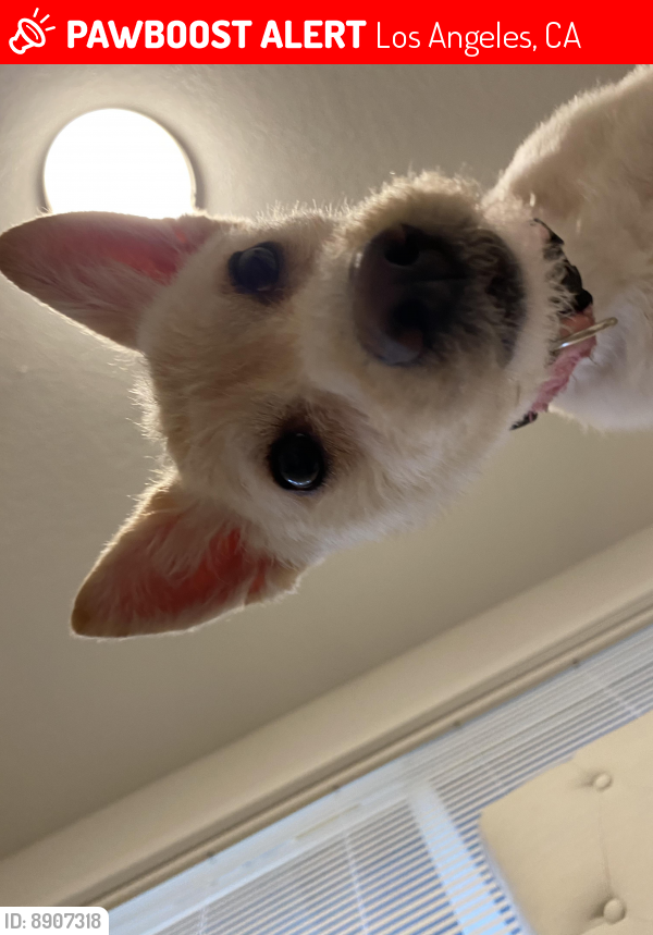 Los Angeles, CA Lost Female Dog, Molly Is Missing | PawBoost