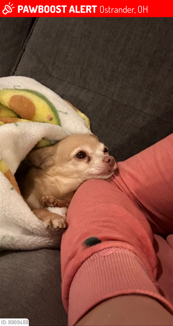 Ostrander, OH Lost Female Dog, Becky Is Missing | PawBoost