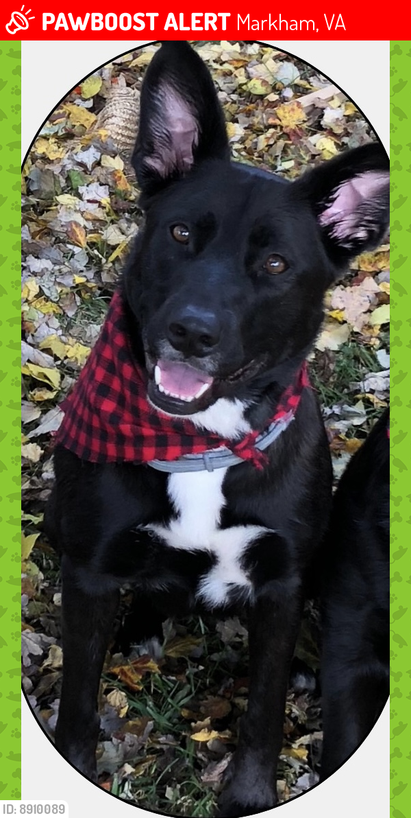Markham, VA Lost Female Dog, Nala Is Missing | PawBoost