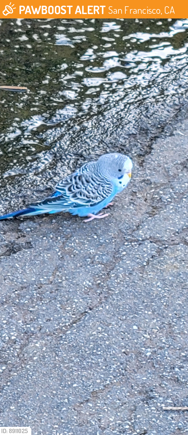 San Francisco, CA Stray Bird Found Near Manchester Street, San ...