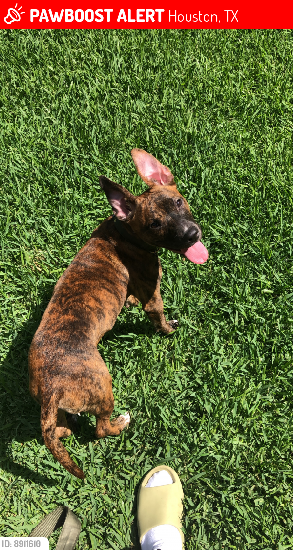 Houston, TX Lost Male Dog, Beerus Is Missing | PawBoost