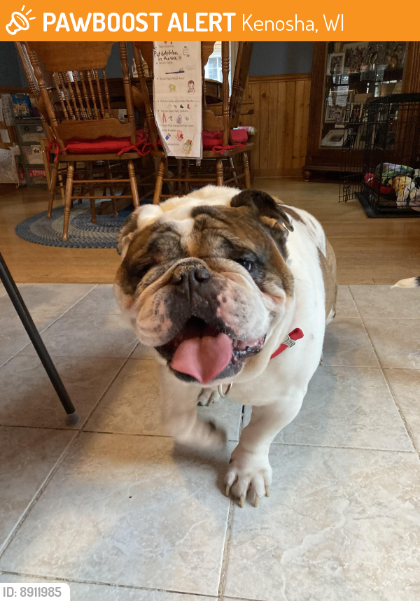 Kenosha, WI Stray Male Dog Found Near Ktec East school | PawBoost