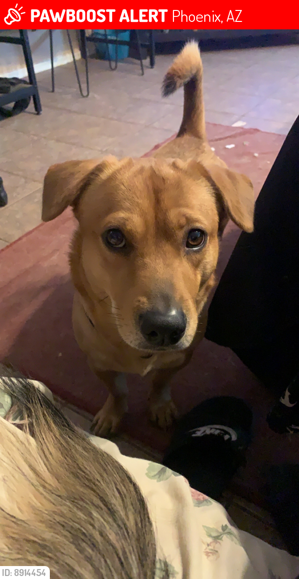 Phoenix, AZ Lost Male Dog, Rocket Is Missing | PawBoost