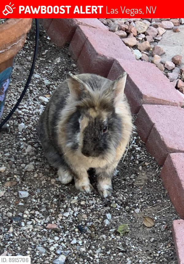 Las Vegas, NV Lost Female Rabbit, Willa Is Missing | PawBoost