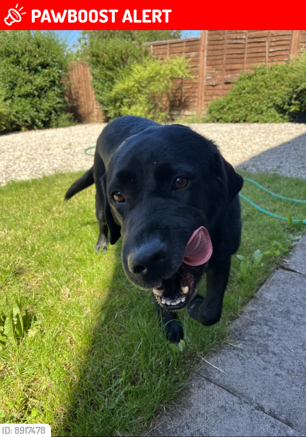 Greater London, England Lost Female Dog, Coco Is Missing | PawBoost