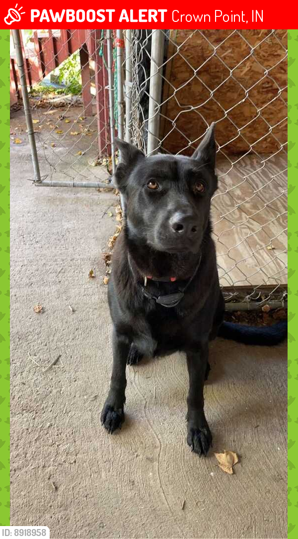 Crown Point, IN Lost Male Dog, Mico Is Missing | PawBoost