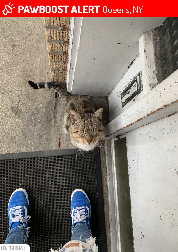 Queens, NY Lost Male Cat, Firulais Is Missing | PawBoost