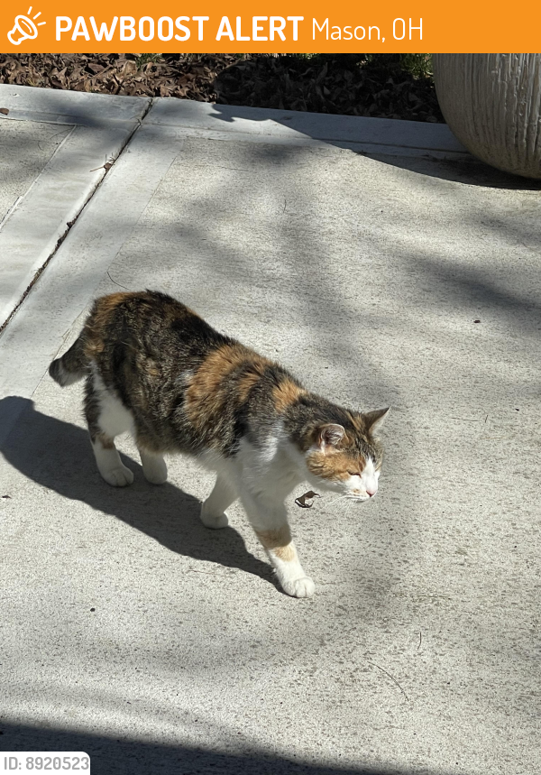 Mason, OH Stray Cat Found Near Roaming Lakeside subdivision | PawBoost