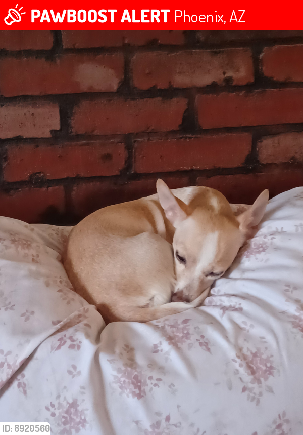 Phoenix, AZ Lost Female Dog, Cha CHa Is Missing | PawBoost
