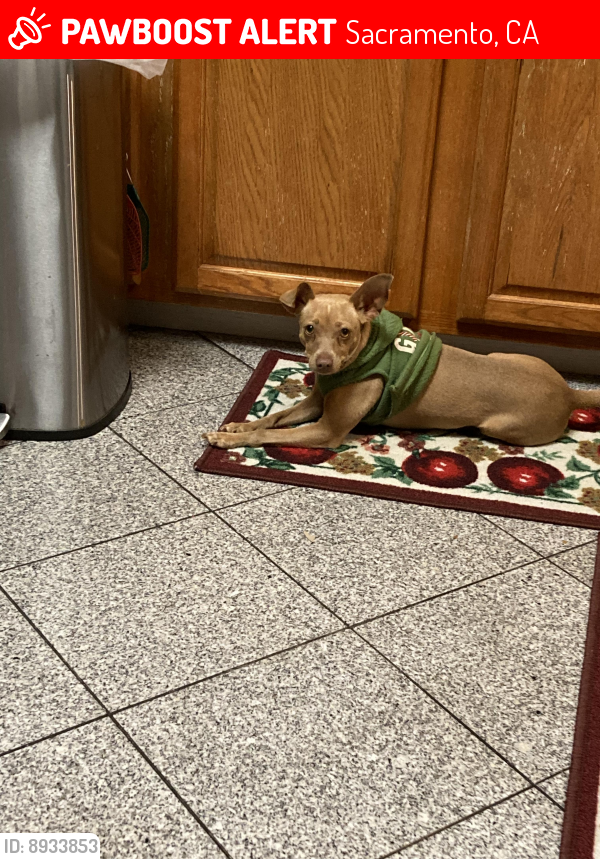 Sacramento, CA Lost Female Dog, Chiquis Is Missing | PawBoost