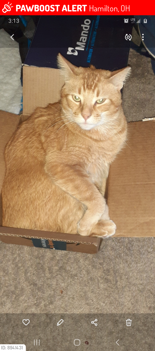 Hamilton, OH Lost Male Cat, Tucker Is Missing | PawBoost