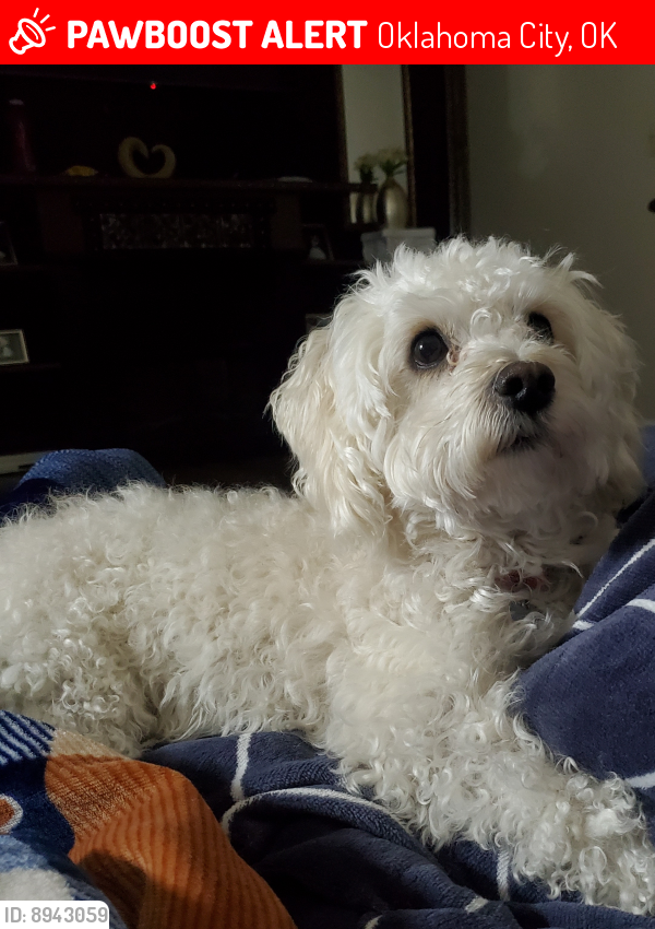 Oklahoma City, OK Lost Male Dog, Tobby Is Missing | PawBoost