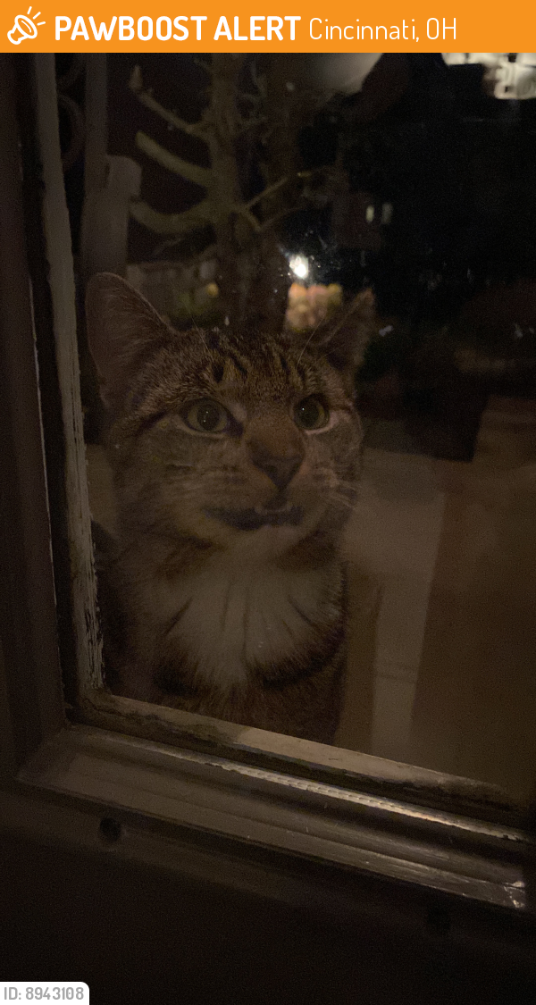 Cincinnati, OH Stray Cat Found Near Near August Place | PawBoost