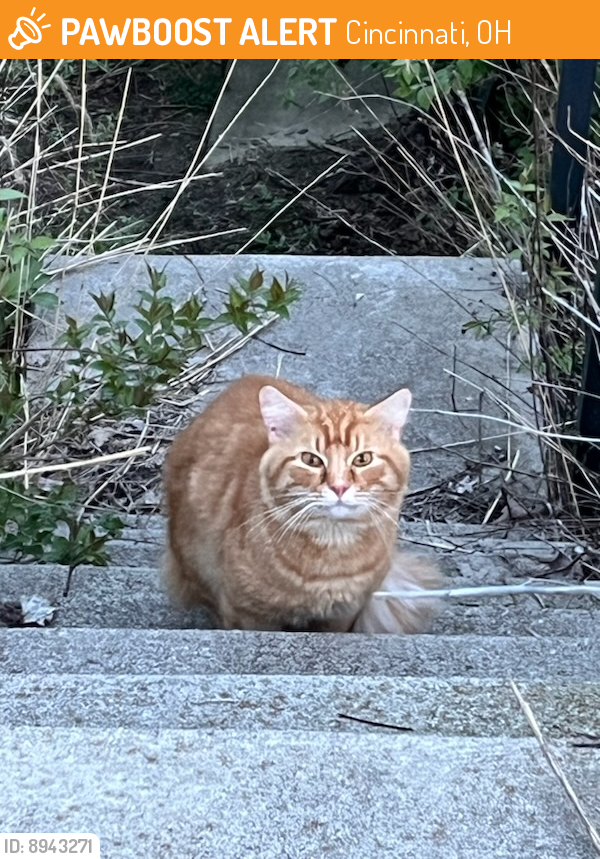 Cincinnati, OH Stray Cat Found Near Near Maple Ridge Lodge | PawBoost