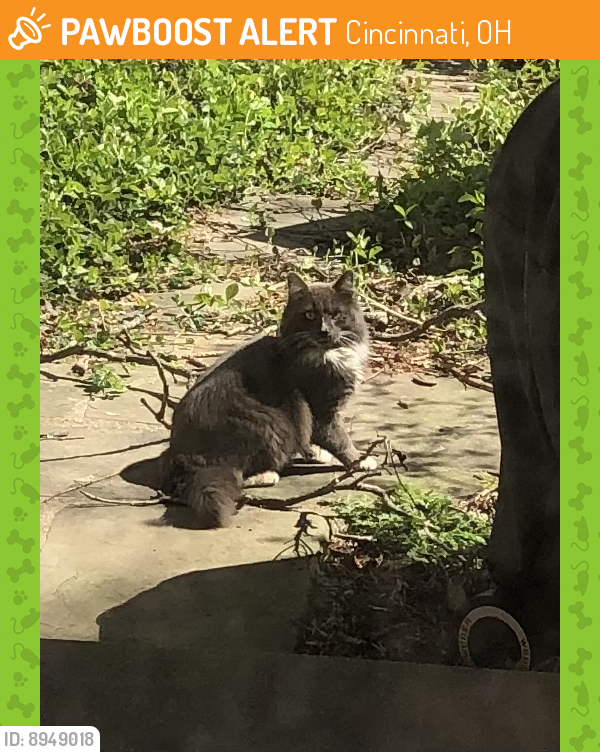 Cincinnati, OH Stray Cat Found Near Vineyard Tusculum Stanley | PawBoost
