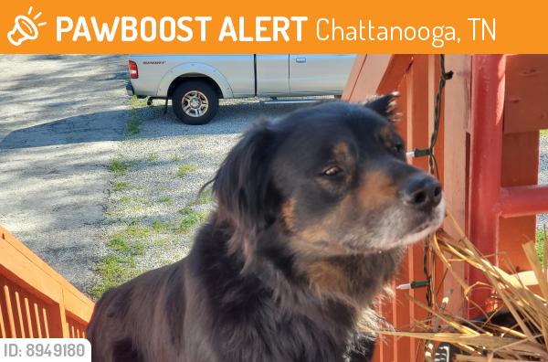Chattanooga, TN Stray Dog Found Near Grubb and 153 | PawBoost