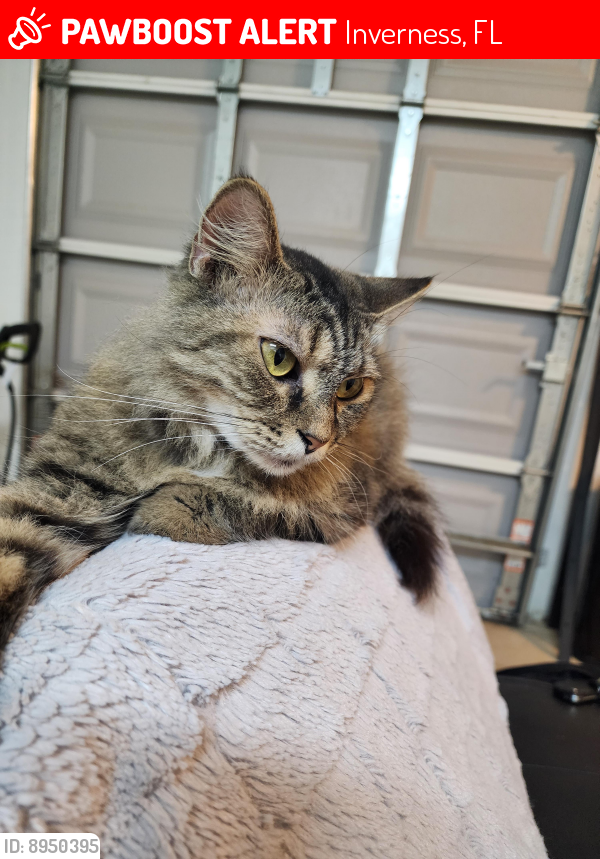 Inverness, FL Lost Female Cat, Autumn Is Missing | PawBoost