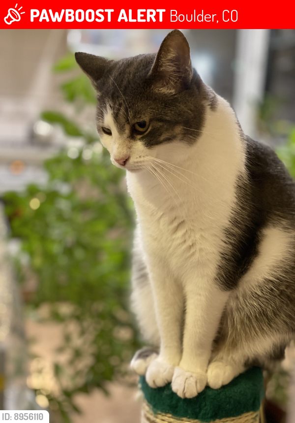 Boulder, CO Lost Male Cat, Buster Is Missing | PawBoost