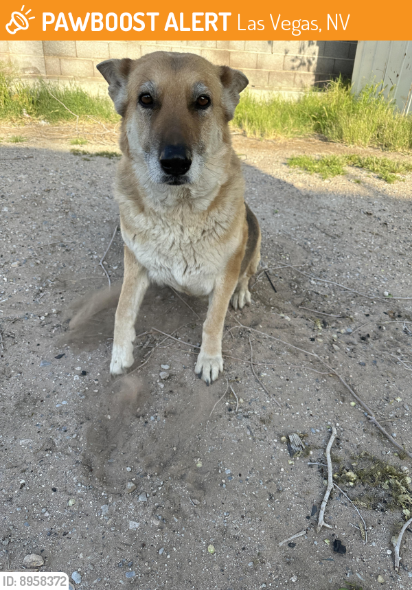 Las Vegas, NV Stray Dog Found Near Washington and Decatur | PawBoost