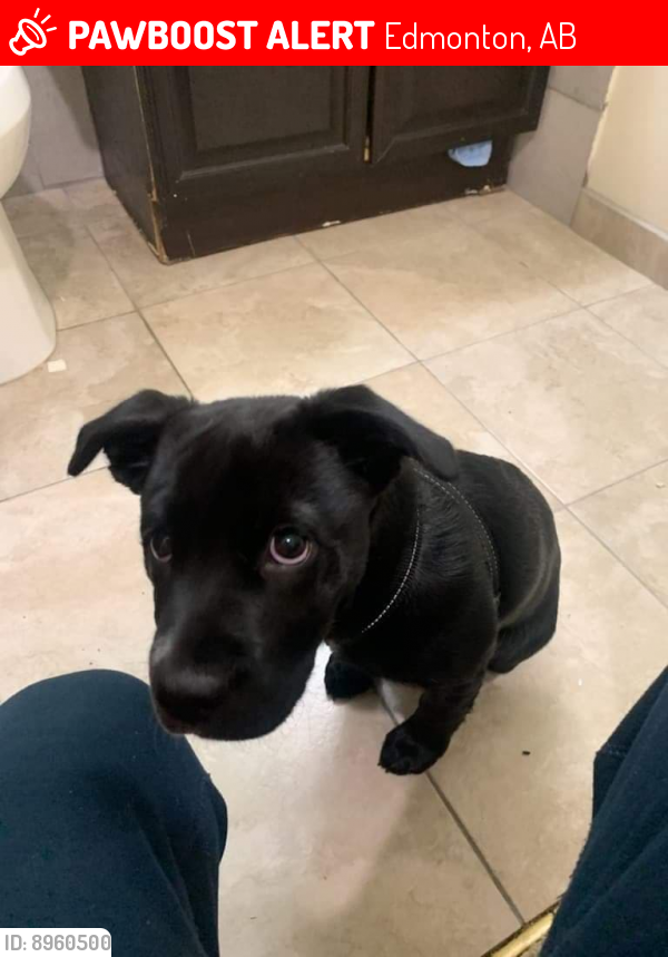 Edmonton, AB Lost Female Dog, Tesla Is Missing | PawBoost