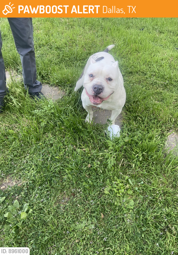 Dallas, TX Stray Female Dog Found Near Linwood Ave | PawBoost