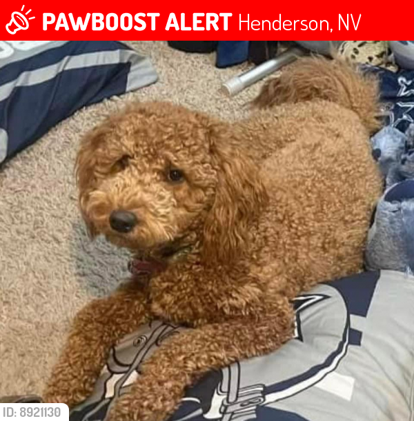 Henderson, NV Lost Female Dog, Grace Is Missing | PawBoost