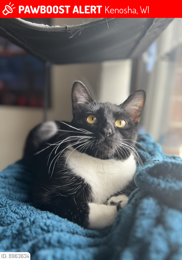 Kenosha, WI Lost Female Cat, Fern Is Missing | PawBoost
