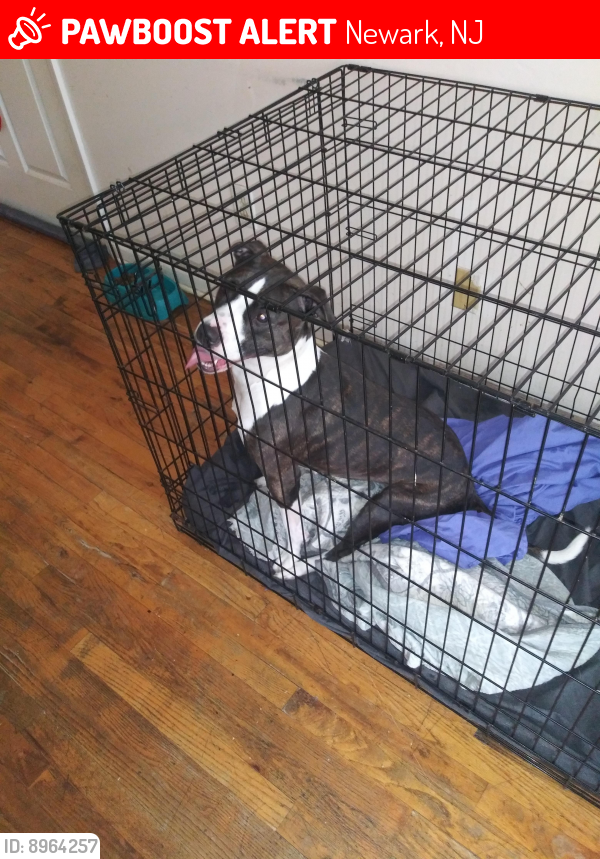 Newark, NJ Lost Female Dog, Zena Is Missing | PawBoost