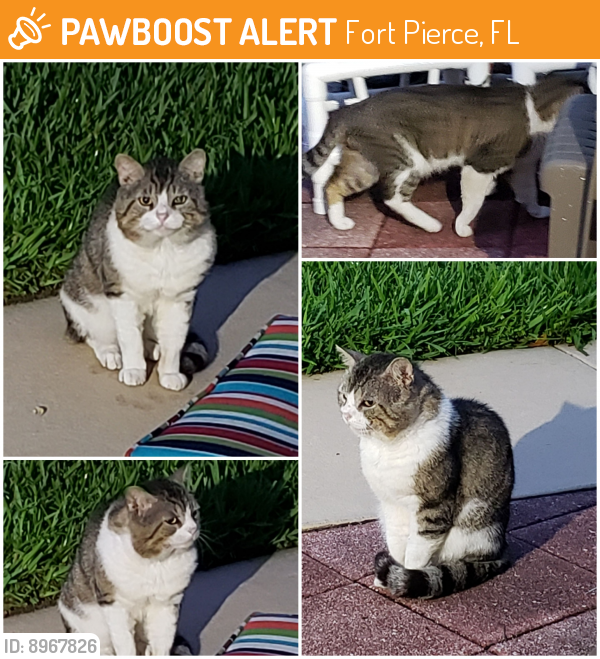 Fort Pierce, FL Stray Cat Found Near Ocala Ave/Lantana Lakewood Park ...