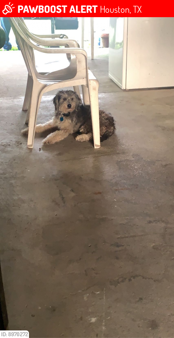 Houston, TX Lost Female Dog, Chloe Is Missing | PawBoost