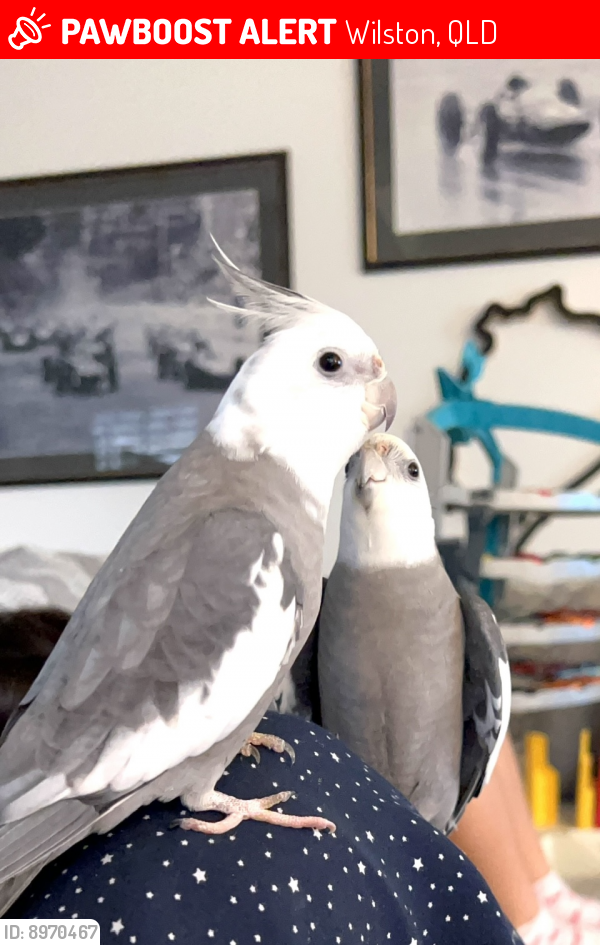 Wilston, QLD Lost Male Bird, Echo Is Missing | PawBoost