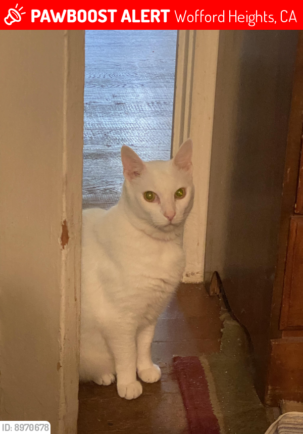 Wofford Heights, CA Lost Male Cat, Hummer Is Missing | PawBoost