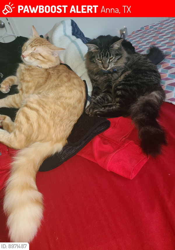 Lost Male Cat in Anna, TX 75409 Named Snoopy (ID: 8971487) | PawBoost