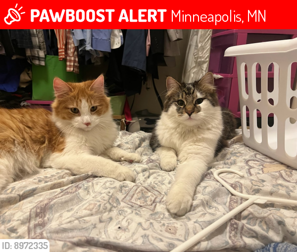 Minneapolis, MN Lost Male Cat, Mac and Cheese Is Missing | PawBoost