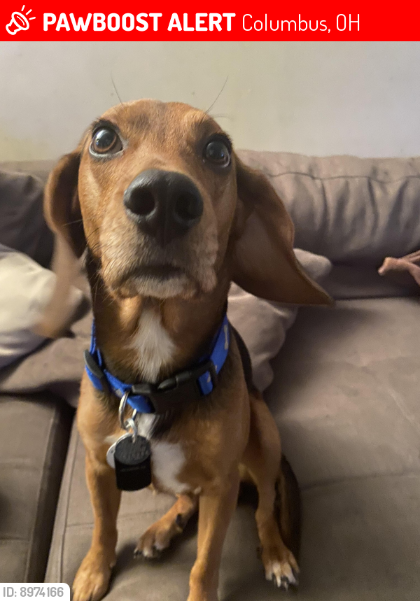 Columbus, OH Lost Male Dog, Nylo Is Missing | PawBoost