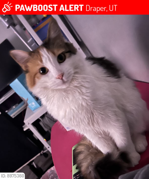 Draper, UT Lost Female Cat, Nala Is Missing | PawBoost