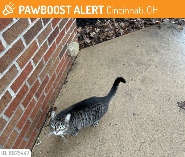 Cincinnati, OH Stray Cat Found Near Near Galbraith and Mearl | PawBoost