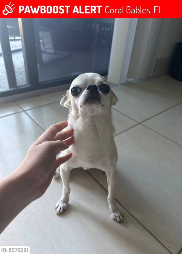 Coral Gables, FL Lost Male Dog, Tviks Is Missing | PawBoost
