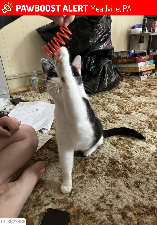 Meadville, PA Lost Male Cat, Oreo Is Missing | PawBoost