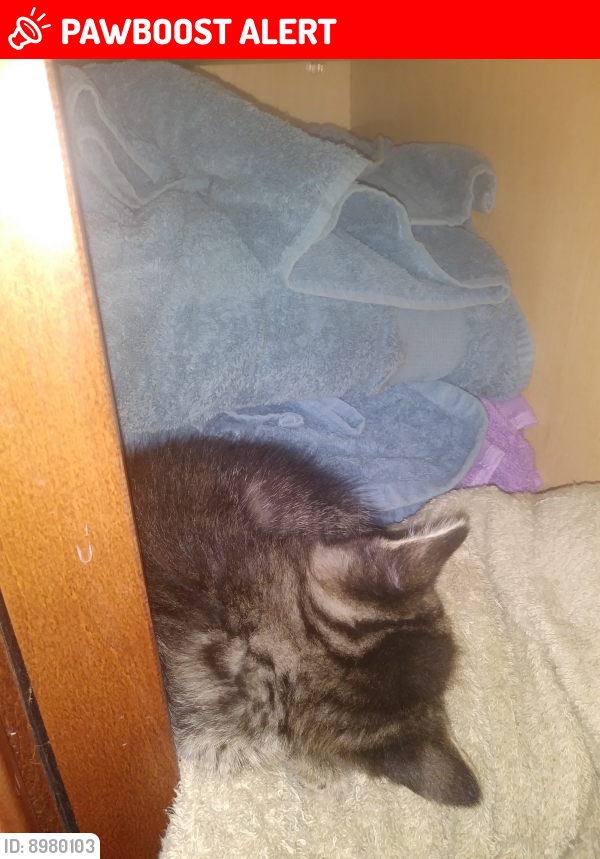 Hamilton County, OH Lost Cat, Memo Is Missing | PawBoost