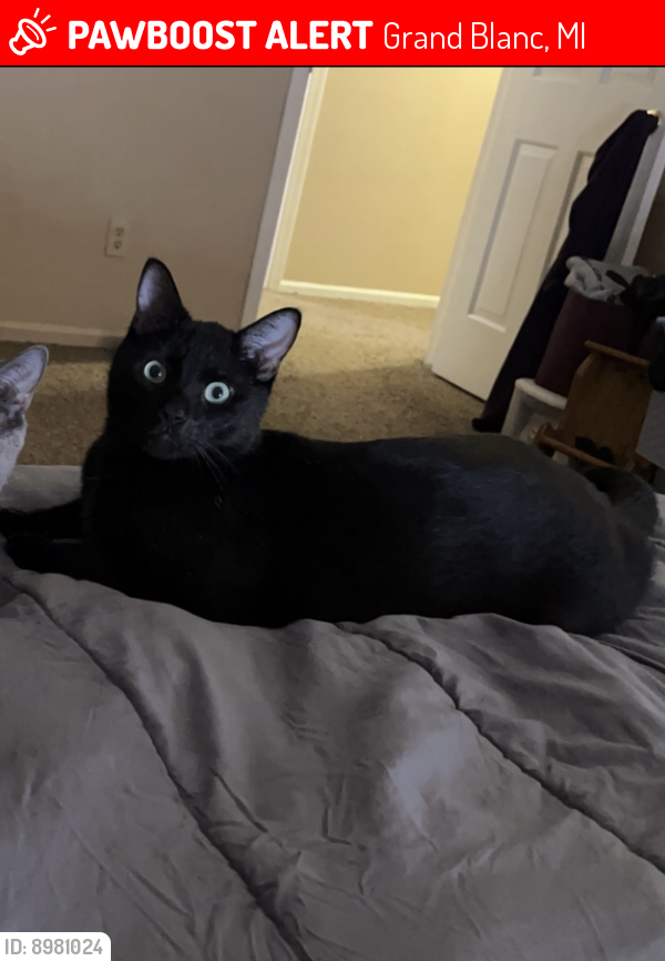 Grand Blanc, MI Lost Male Cat, Milo Is Missing | PawBoost