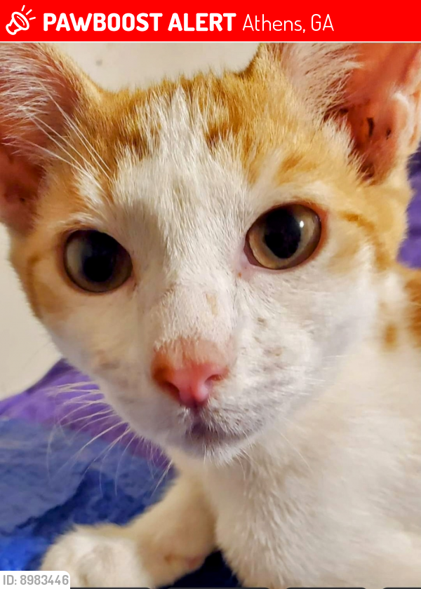 Athens, GA Lost Male Cat, Col Custard cat Is Missing | PawBoost