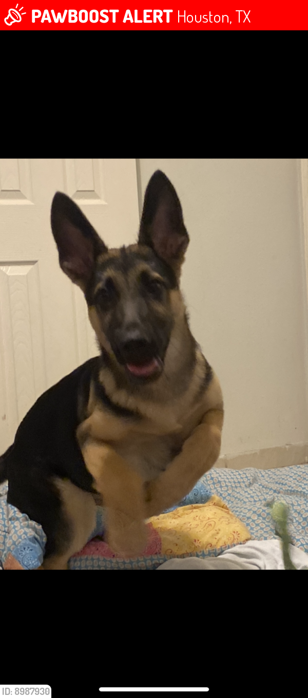 Houston, TX Lost Male Dog, Frijolito Is Missing | PawBoost
