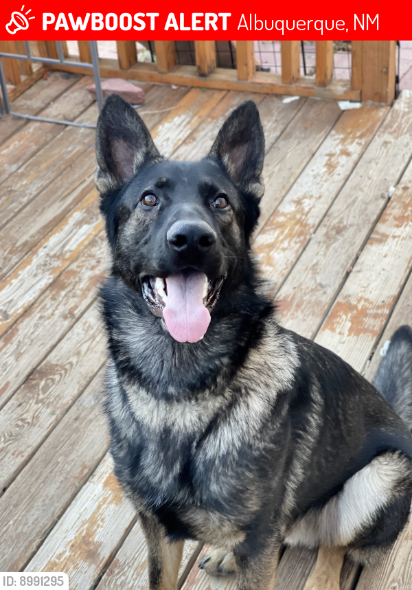 Albuquerque, NM Lost Male Dog, Enzo Is Missing | PawBoost