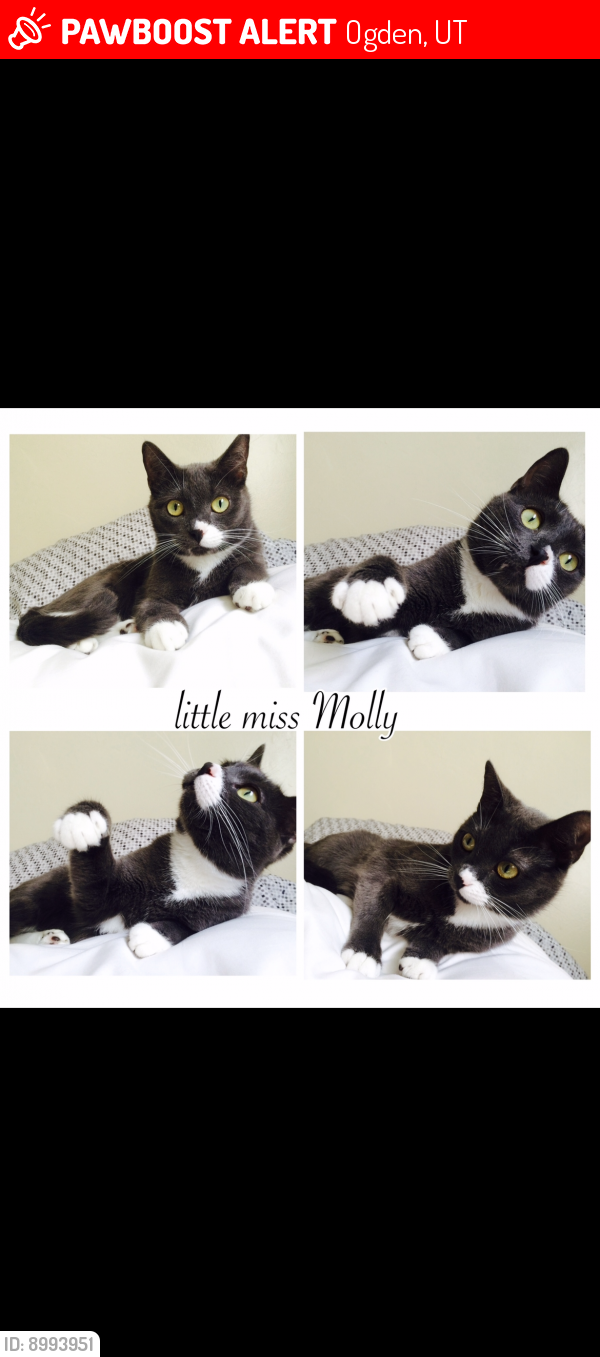 Ogden, UT Lost Female Cat, Molly Is Missing | PawBoost