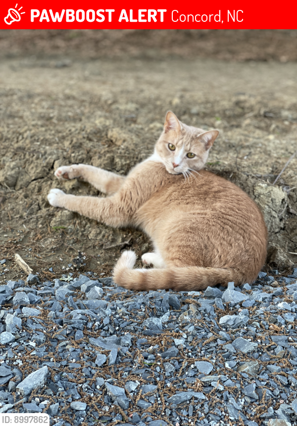 Concord, NC Lost Male Cat, Cletus Is Missing | PawBoost
