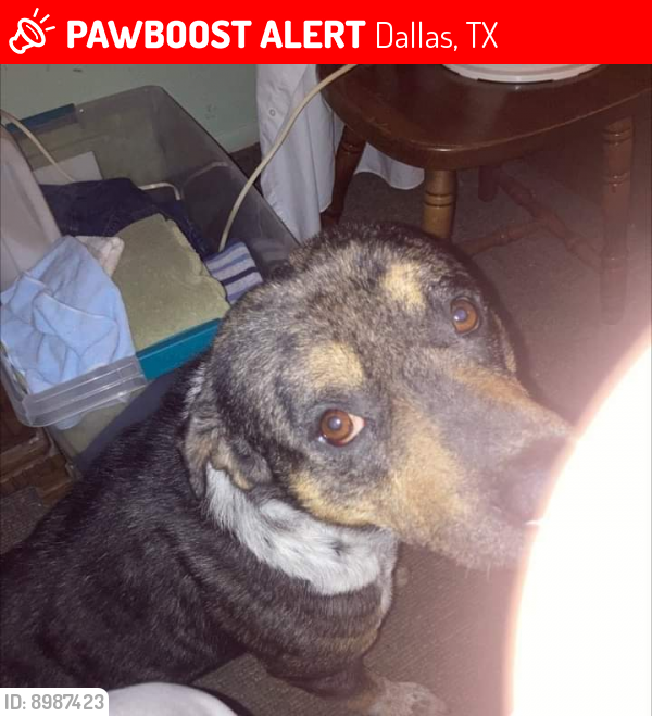 Dallas, TX Lost Male Dog, Cowdog Is Missing | PawBoost