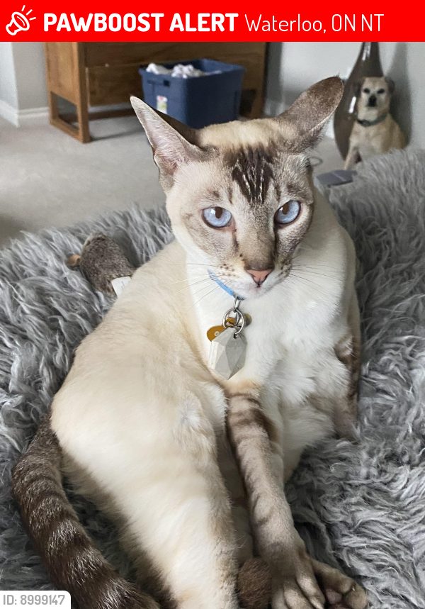 Waterloo, ON Lost Male Cat, OLLIE/OLAF Is Missing | PawBoost