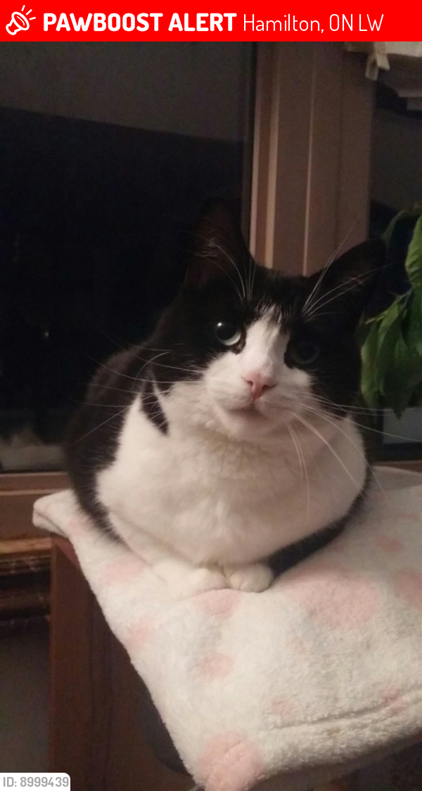 Hamilton, ON Lost Female Cat, Nibbler Is Missing | PawBoost